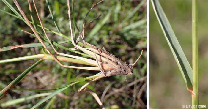 Eragrostis capensis | PlantZAfrica